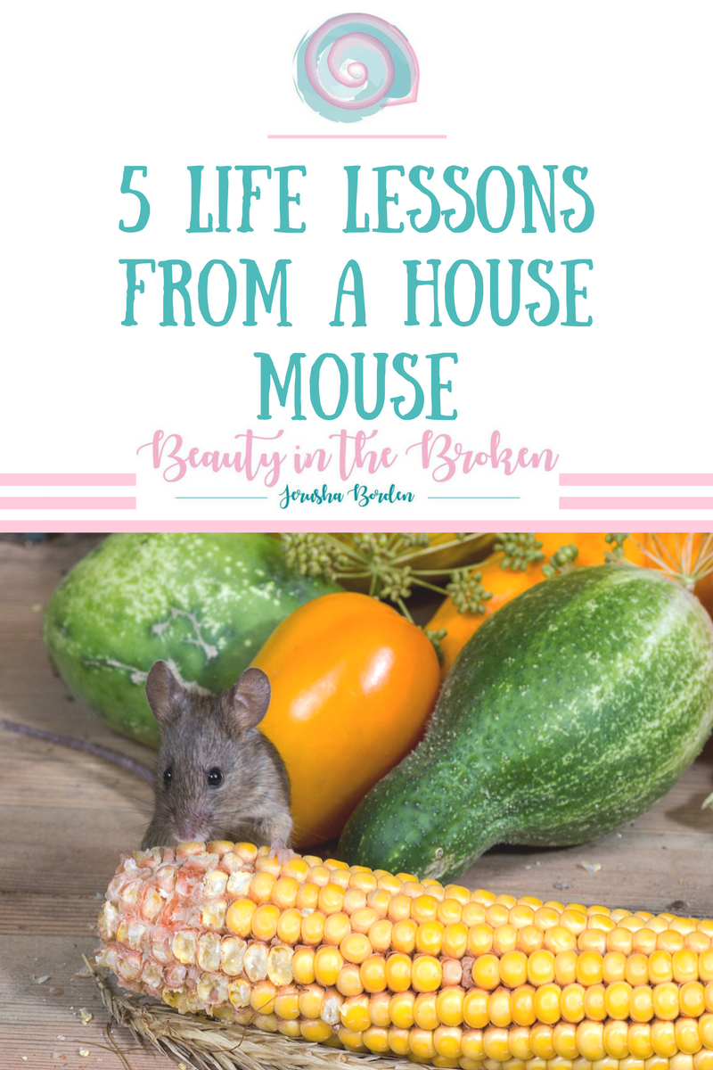 5 Life Lessons from a House Mouse